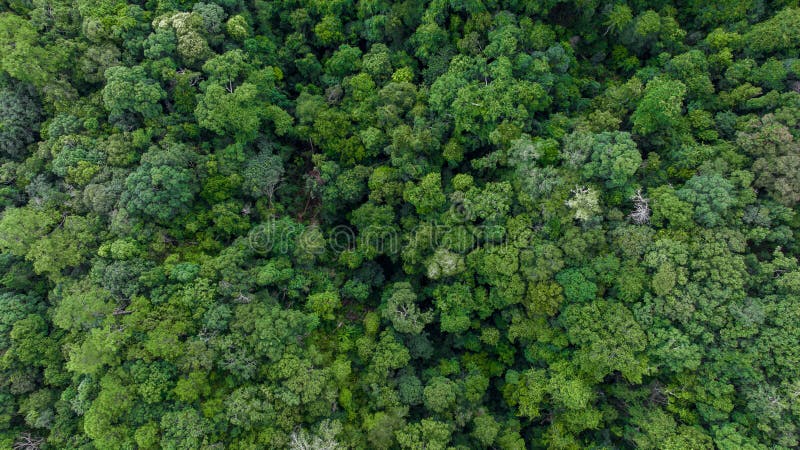 Aerial Top View Forest Green Tree, Rainforest Ecosystem and Healthy ...