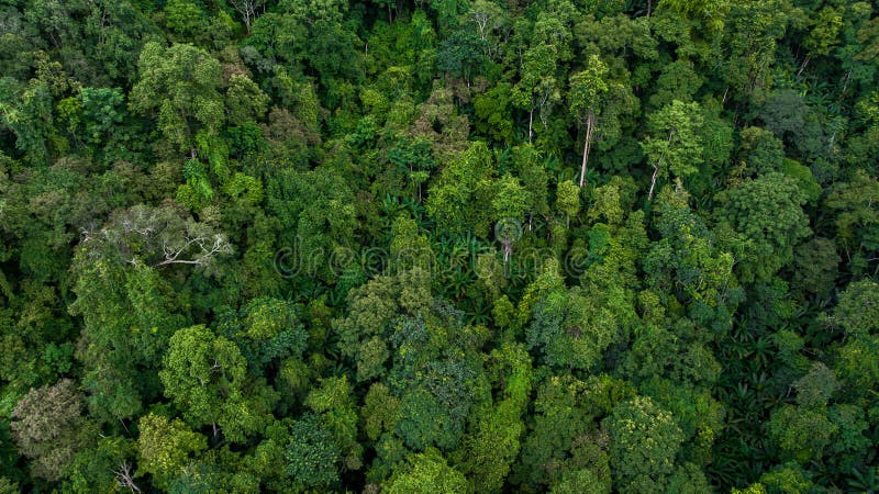 Aerial Top View Forest Green Tree, Rainforest Ecosystem and Healthy ...