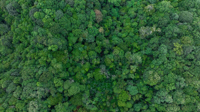 Aerial Top View Forest Green Tree, Rainforest Ecosystem and Healthy ...