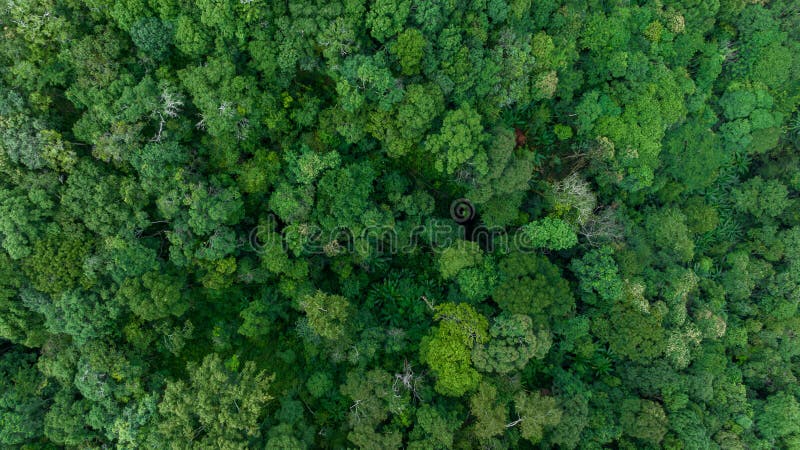Aerial Top View Forest Green Tree, Rainforest Ecosystem and Healthy ...