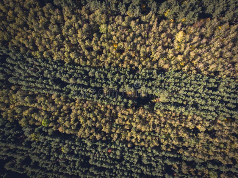 Aerial Top View of Forest, Rows of Pine and Deciduous Trees, View from ...