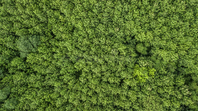 Aerial Top View Forest, Teak Forest View from Above. Stock Photo ...