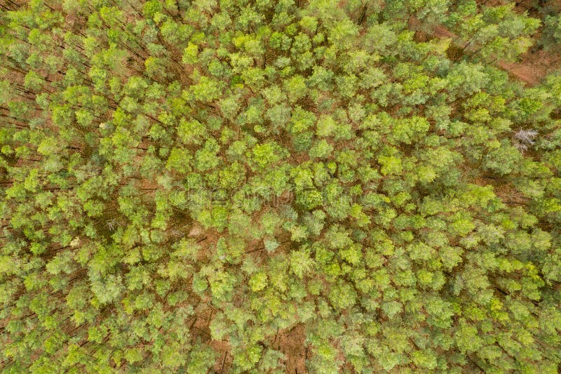 Aerial Top View Forest, Texture of Forest View from Above Stock Photo ...