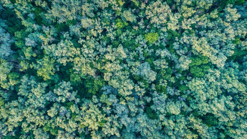 Aerial Top View Forest, Texture of Forest View from Above Stock Photo ...
