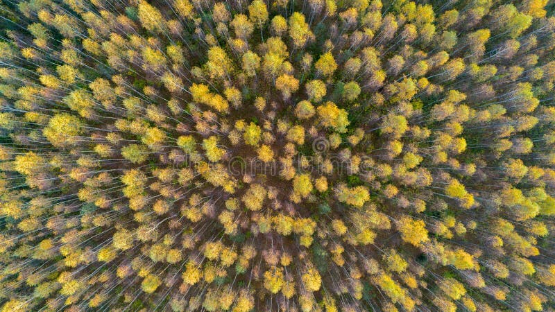 Aerial Top View Forest, Texture of Forest View from Above Stock Photo ...