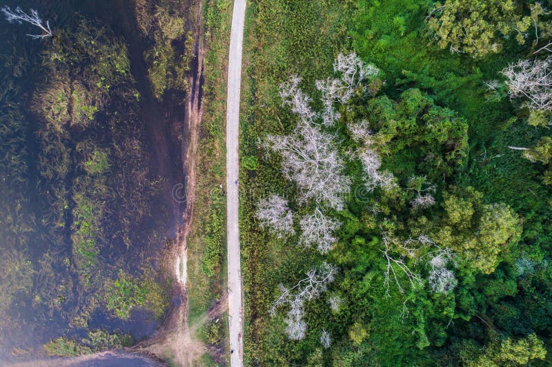 Aerial Top View Forest, Texture Background Stock Image - Image of plant ...