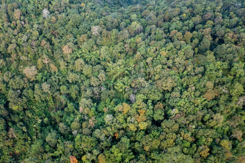 Aerial Top View Forest Tree and Texture of Green Tree Forest View ...