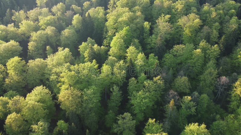 Aerial Top View of the Green Forest in Spring Stock Video - Video of ...