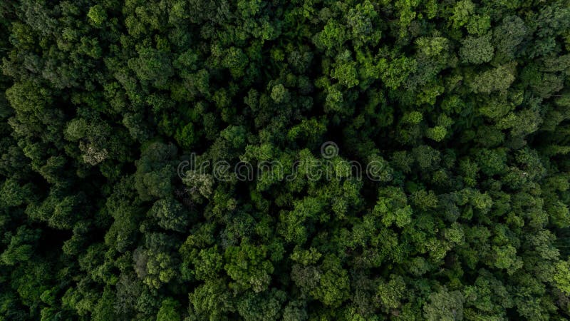 Aerial Top View Green Forest Tree Texture and Background, Natural Green ...