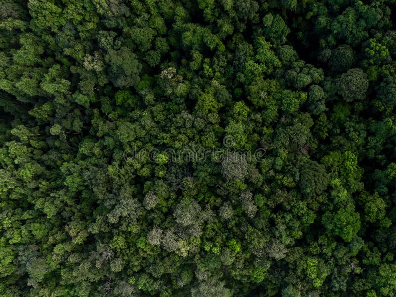 3,596 Rainforest Aerial View Texture Stock Photos - Free & Royalty-Free ...
