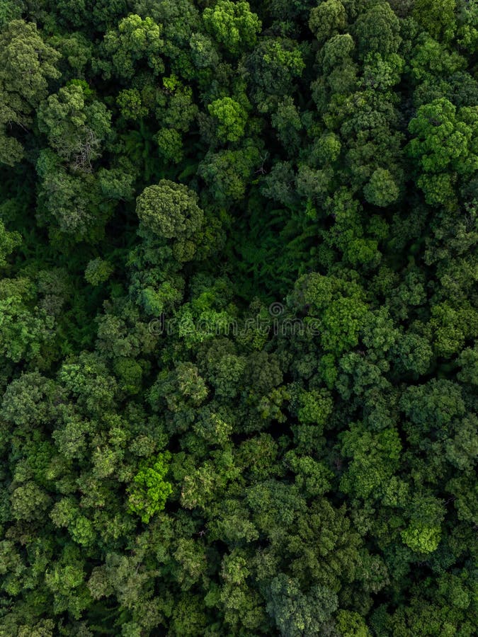 Aerial Top View Green Forest Tree Texture and Background, Natural Green ...