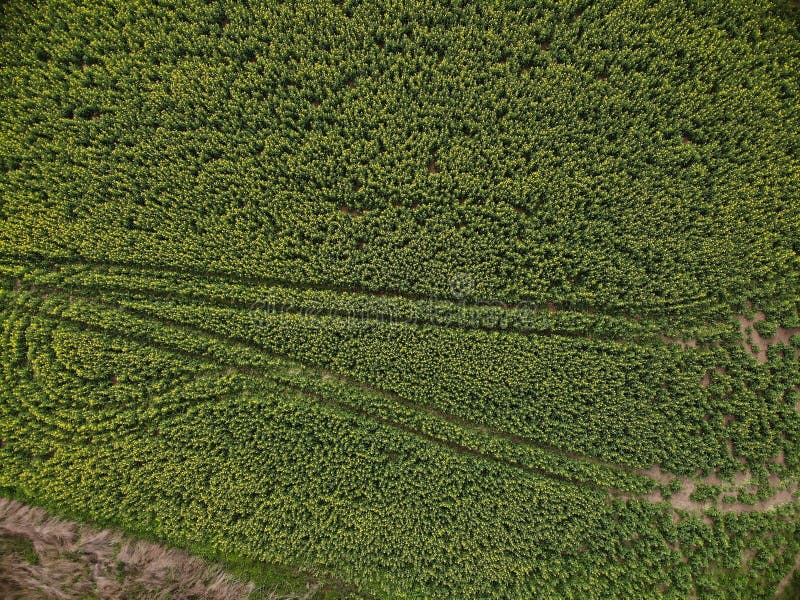 Drone Top View of Green Seed Fields Stock Photo - Image of bright ...