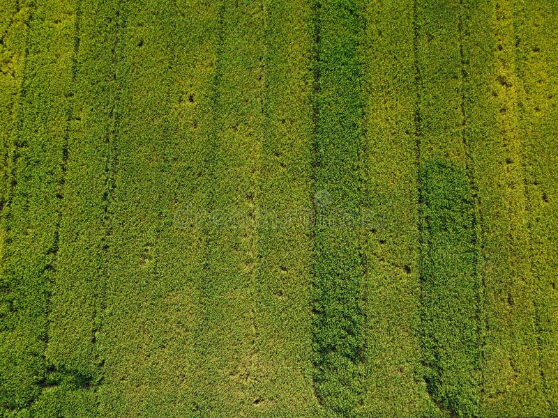 Aerial Top View of Green Rice Field Plot in Thailand Stock Photo ...