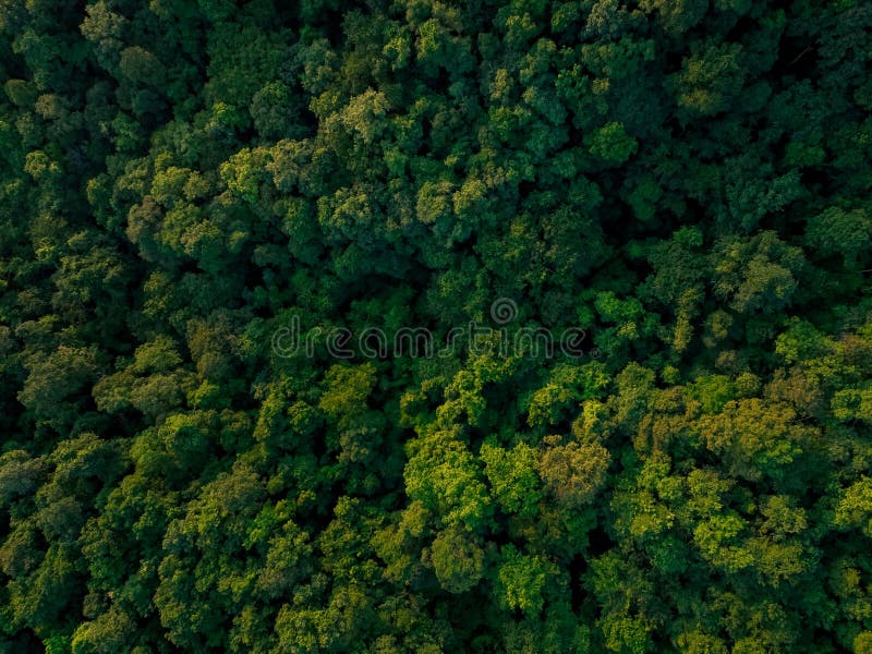Aerial Top View of Green Trees in Forest. Drone View of Dense Green ...