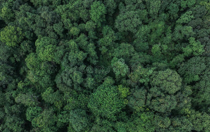 Aerial Top View of Green Trees in Forest. Drone View of Dense Green ...