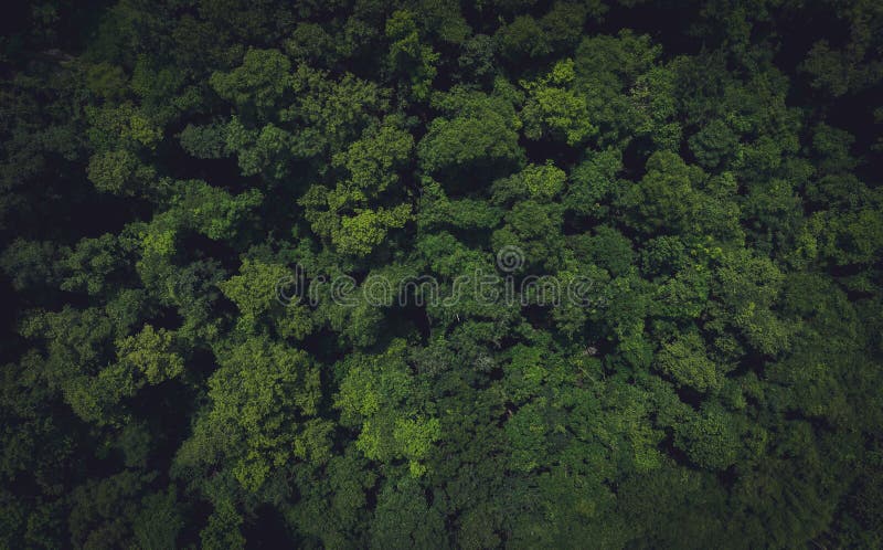 Aerial Top View of Green Trees in Forest. Drone View of Dense Green ...