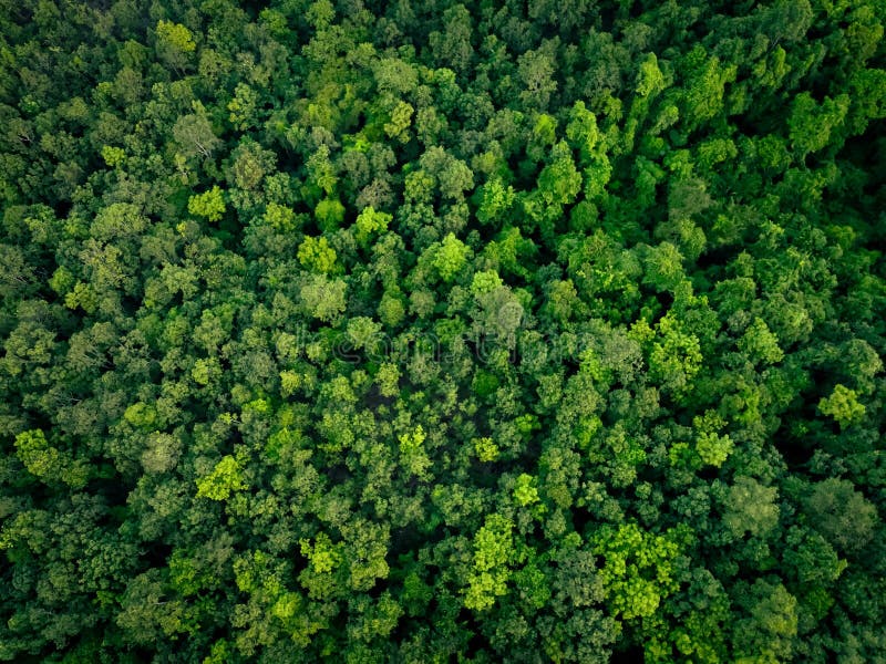 Aerial Top View of Green Trees in Forest. Drone View of Dense Green ...