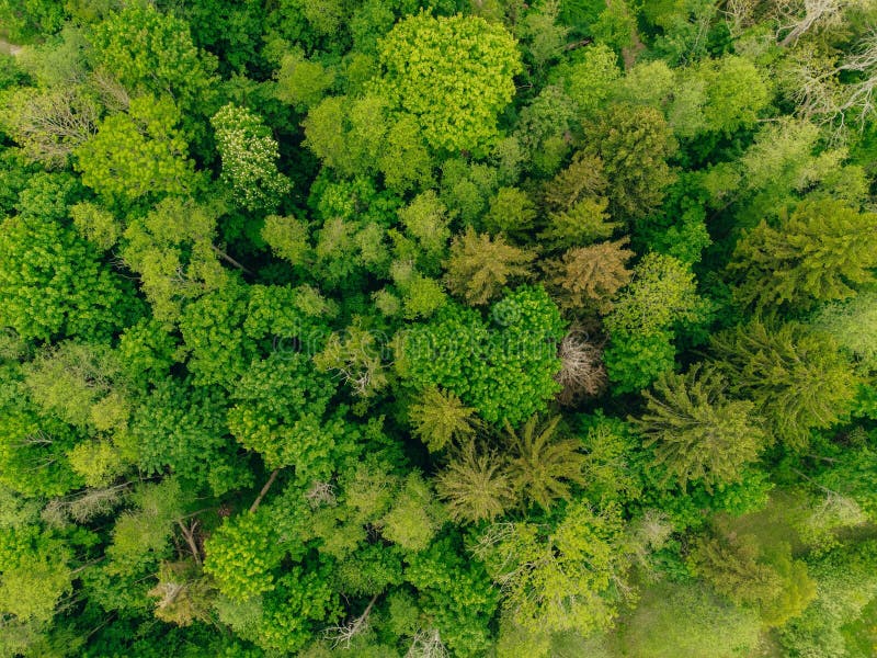 Aerial Top View of Lush Green Forest Stock Image - Image of forest ...