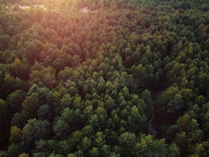 Aerial Top View of Mixed Forest Trees, Ecosystem and Healthy ...