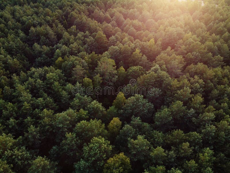 950 Evergreen Forest Side View Stock Photos - Free & Royalty-Free Stock ...