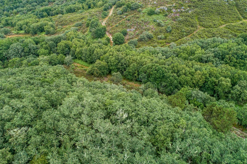 Aerial Overhead View of an Oak Forest on a Cloudy Day, Ecosystem ...