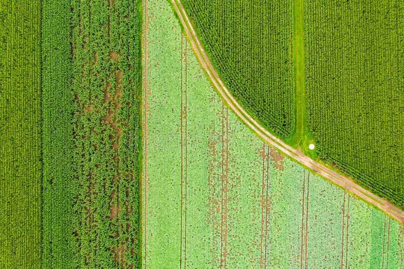 Path through Maize field stock image. Image of weeds - 200303935