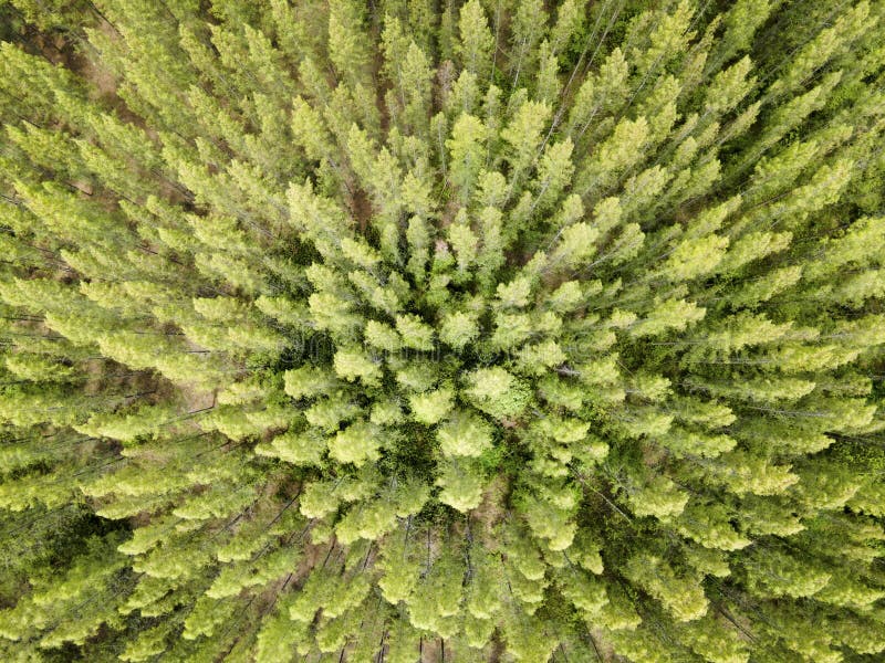Aerial Top View of Pine Trees in Forest in Rural Thailand Stock Photo ...