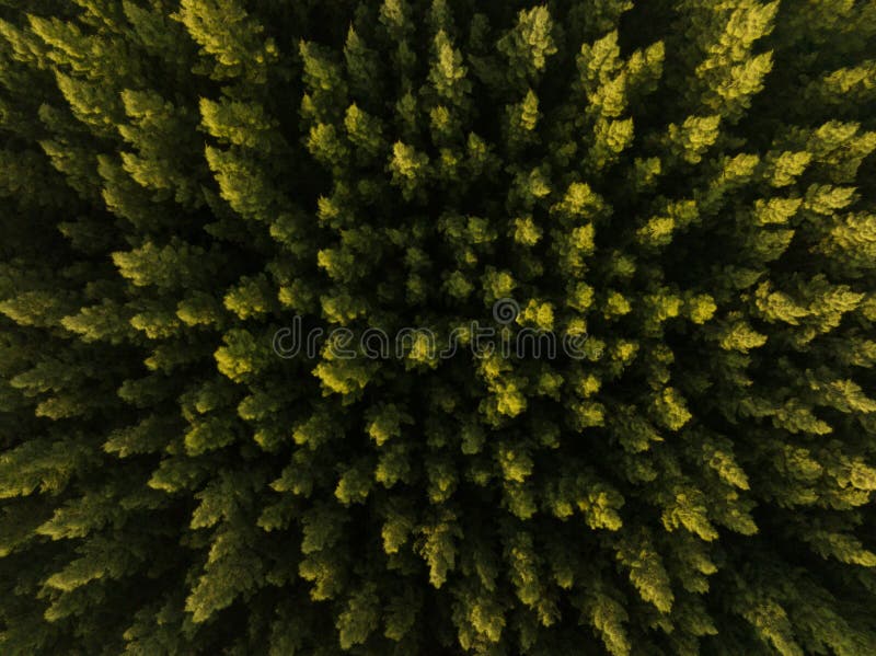 An Aerial Top View Pine Trees Forest with Sunset Scene. Stock Photo ...