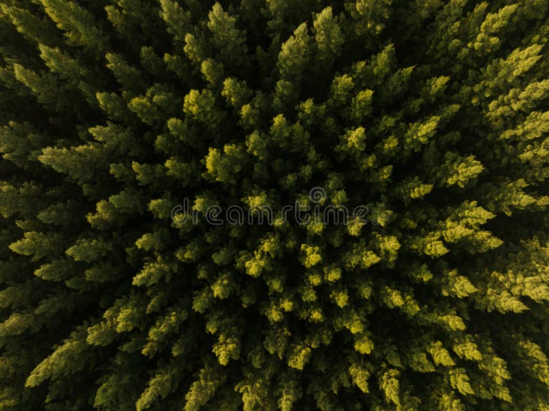 An Aerial Top View Pine Trees Forest with Sunset Scene. Stock Photo ...