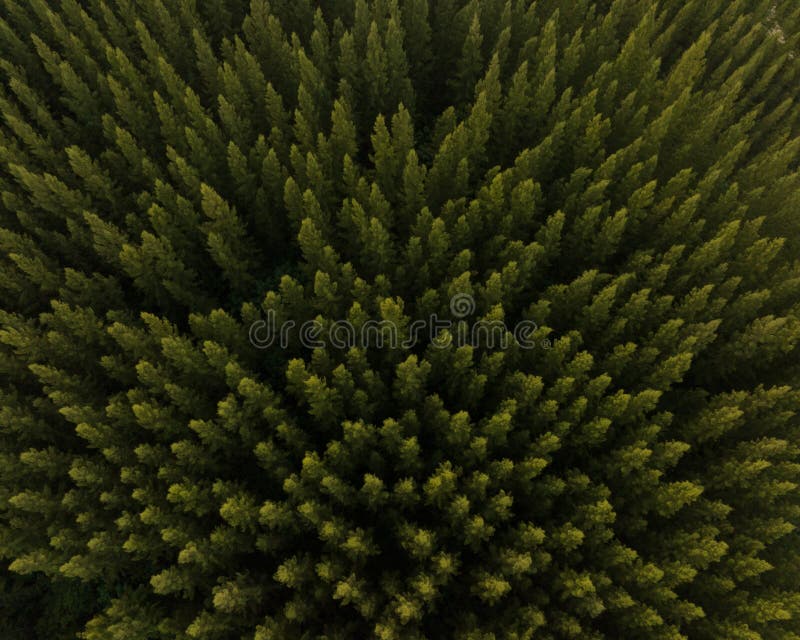 An Aerial Top View of Pine Trees Forest with Sunset Scene. Stock Image ...