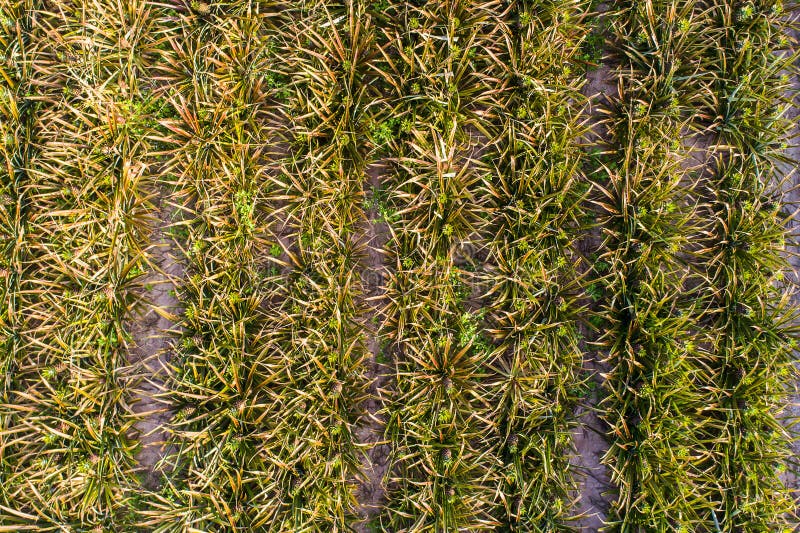 Aerial Top View Pineapple Plantation Stock Photo - Image of line ...
