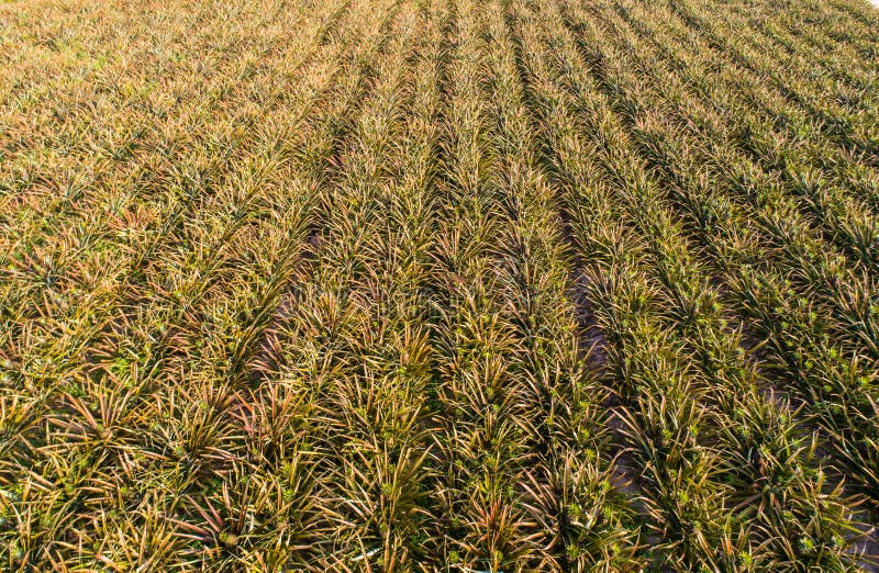 Aerial Top View Pineapple Plantation Stock Photo - Image of tropical ...