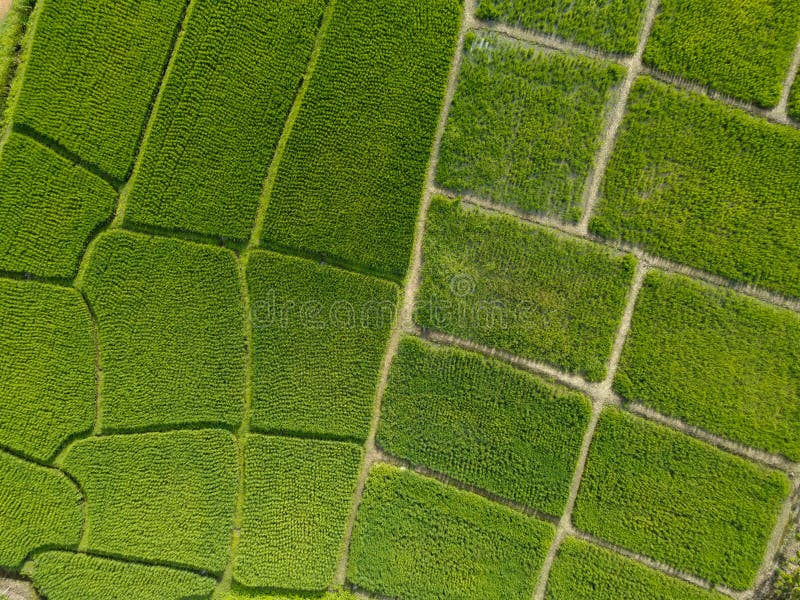 Aerial Top View of Rice Paddy Field As for Abstract Nature Stock Image ... Aerial Top View of Rice Paddy Field As for Abstract Nature Stock Image ...
