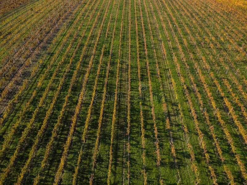 Aerial Top View of Vineyards Landscape from Above Stock Photo - Image ...