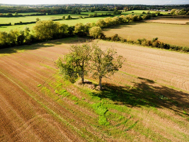 Aerial of a Tree in the Middle of a Field Stock Photo - Image of bushes ...
