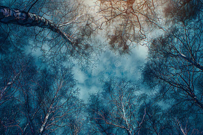 Aerial Tree View Creates Abstract Backdrop, Merging with Nature Stock ...