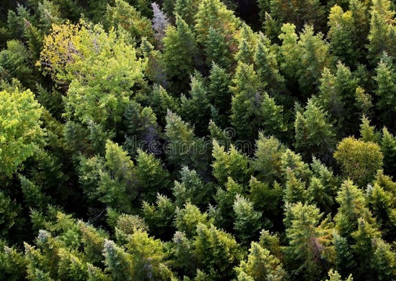 Aerial trees stock image. Image of nature, background - 11052567