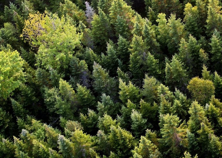 Aerial trees stock image. Image of nature, background - 11052567