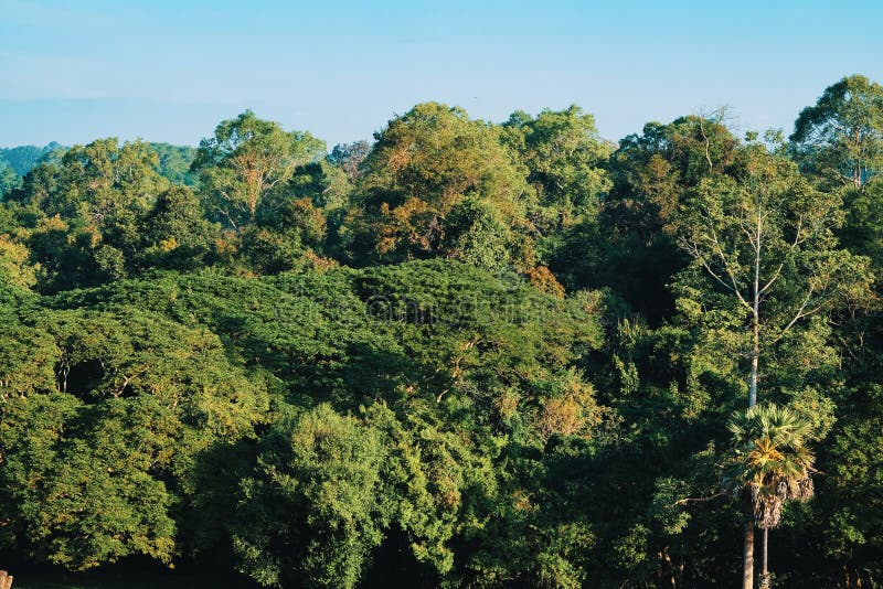 Aerial of Tropical Rainforest Dipterocarp Trees. Aerial View of the ...