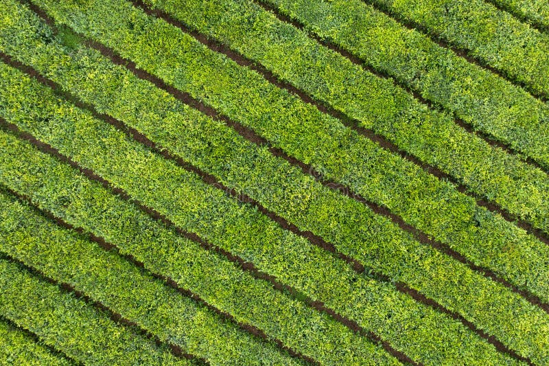 Aerial Vertical Shot of a Tea Plantation with Parallel Paths for the ...
