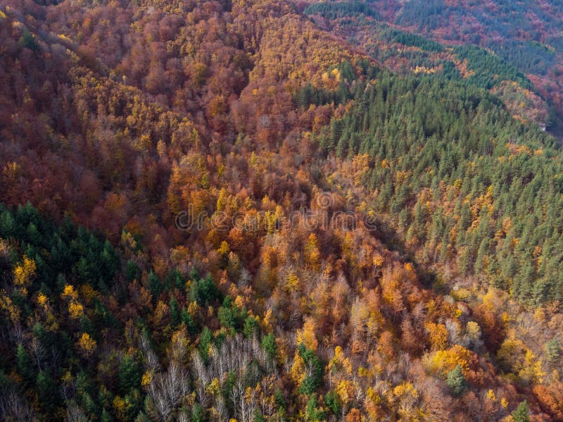 Aerial Vertical View of the Autumn Forest Stock Image - Image of ...