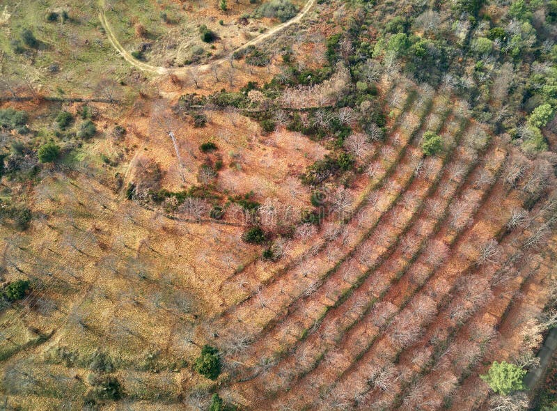 Aerial View from Above of the Field in Autumn. Field Texture in Autumn ...