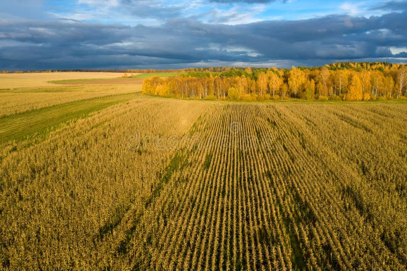 Corn field aerial view stock image. Image of footprint - 122849023
