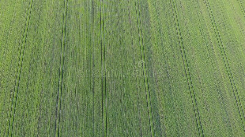 Aerial View of the Agricultural Green Field with Row Lines. Stock ...