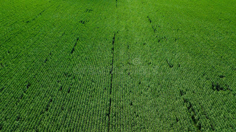 Aerial View. Agriculture Green Field from Drone Stock Image - Image of ...