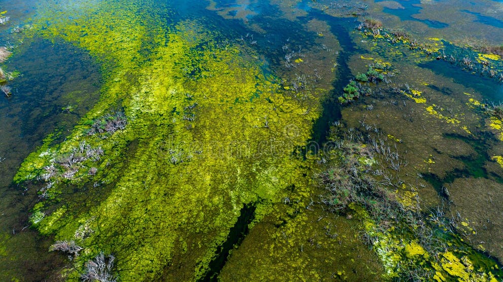 Aerial View of Algae Formation on the Surface of a River in Turkey ...