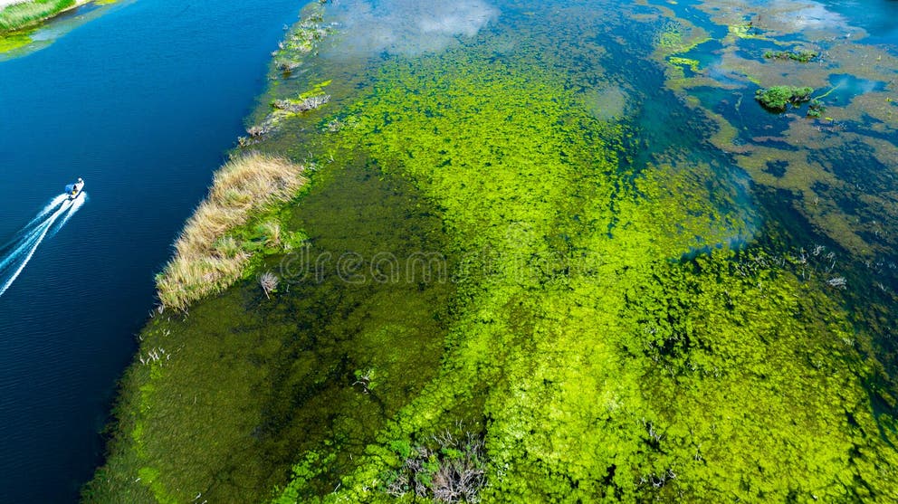 Aerial View of Algae Formation on the Surface of a River in Turkey ...