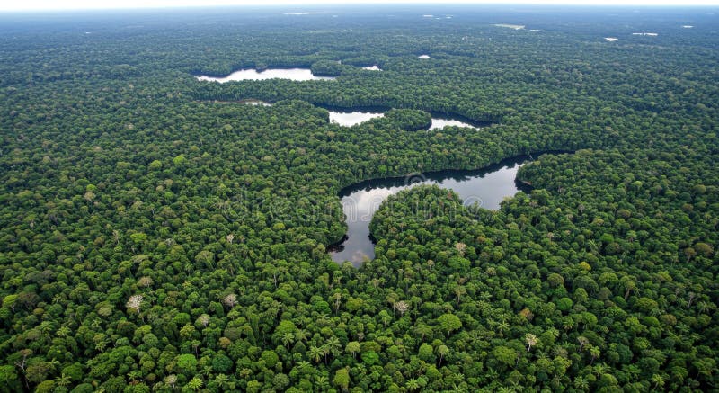 Aerial View of Amazon Rainforest Lush Green Canopy with Winding Rivers ...