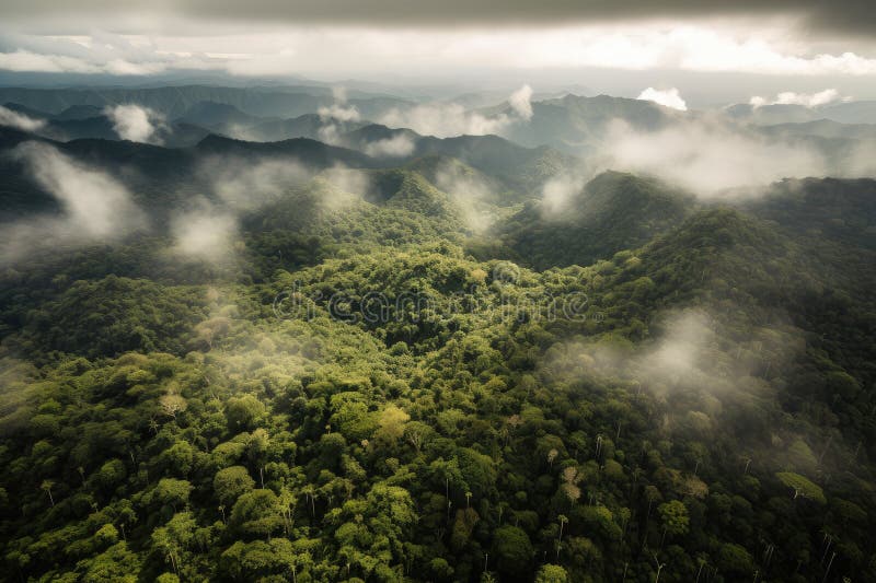 Aerial View of the Amazon Rainforest, with Misty Clouds and Rolling ...