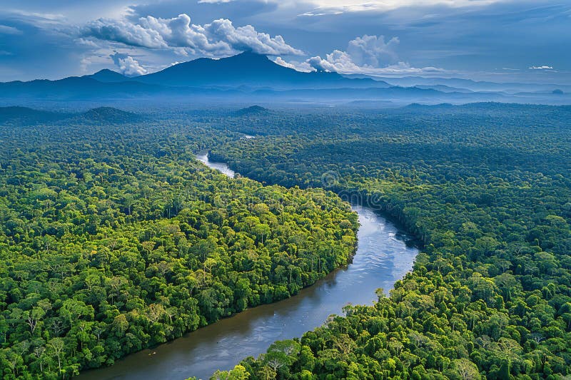 Aerial View of the Amazon Rainforest, One Third Covered by ...